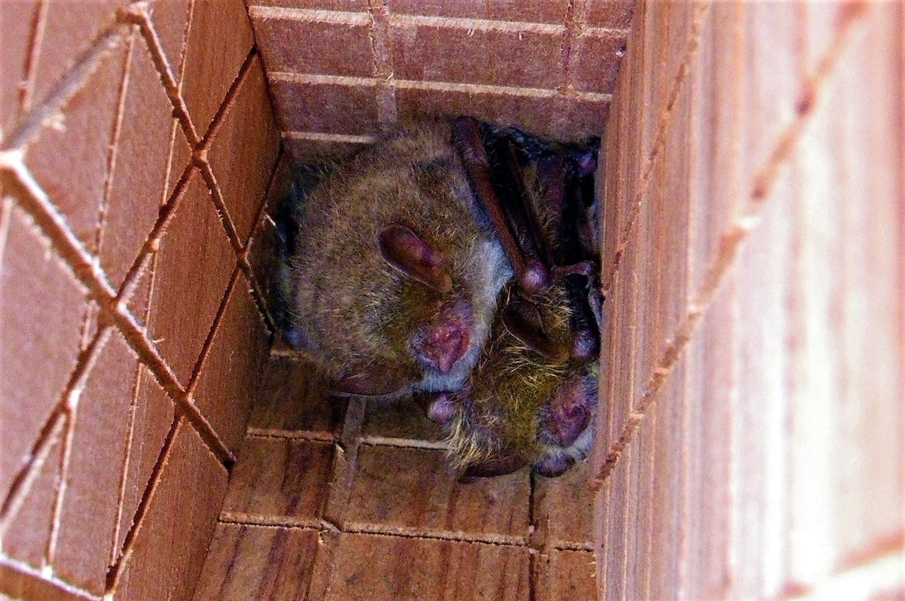 蝙蝠屋架設與監測 | 黃金蝙蝠生態館